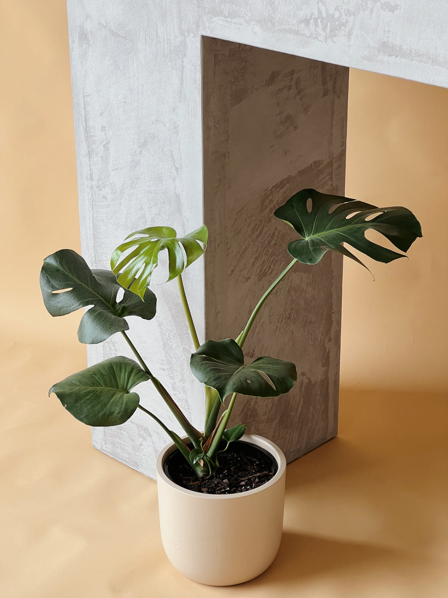 Banksi Console – Chaii. Living